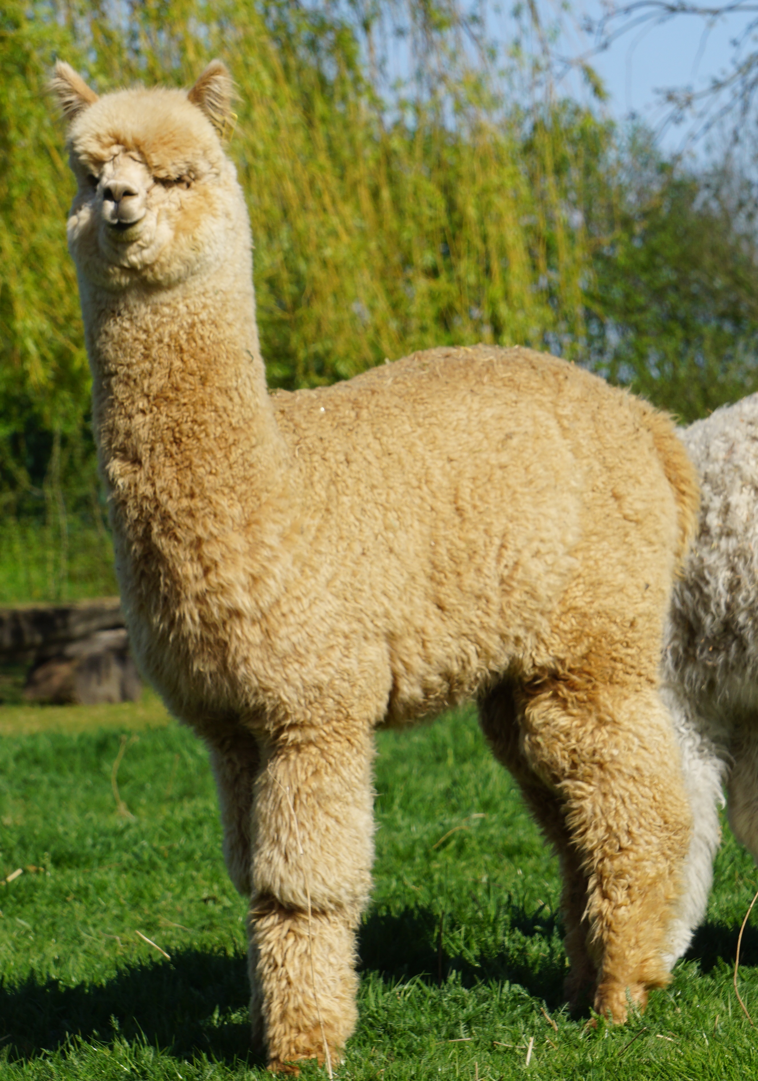 Alpakafarm Schaber in Nürtingen - Ausflüge mit dem VVS in der Region Stuttgart: VVS